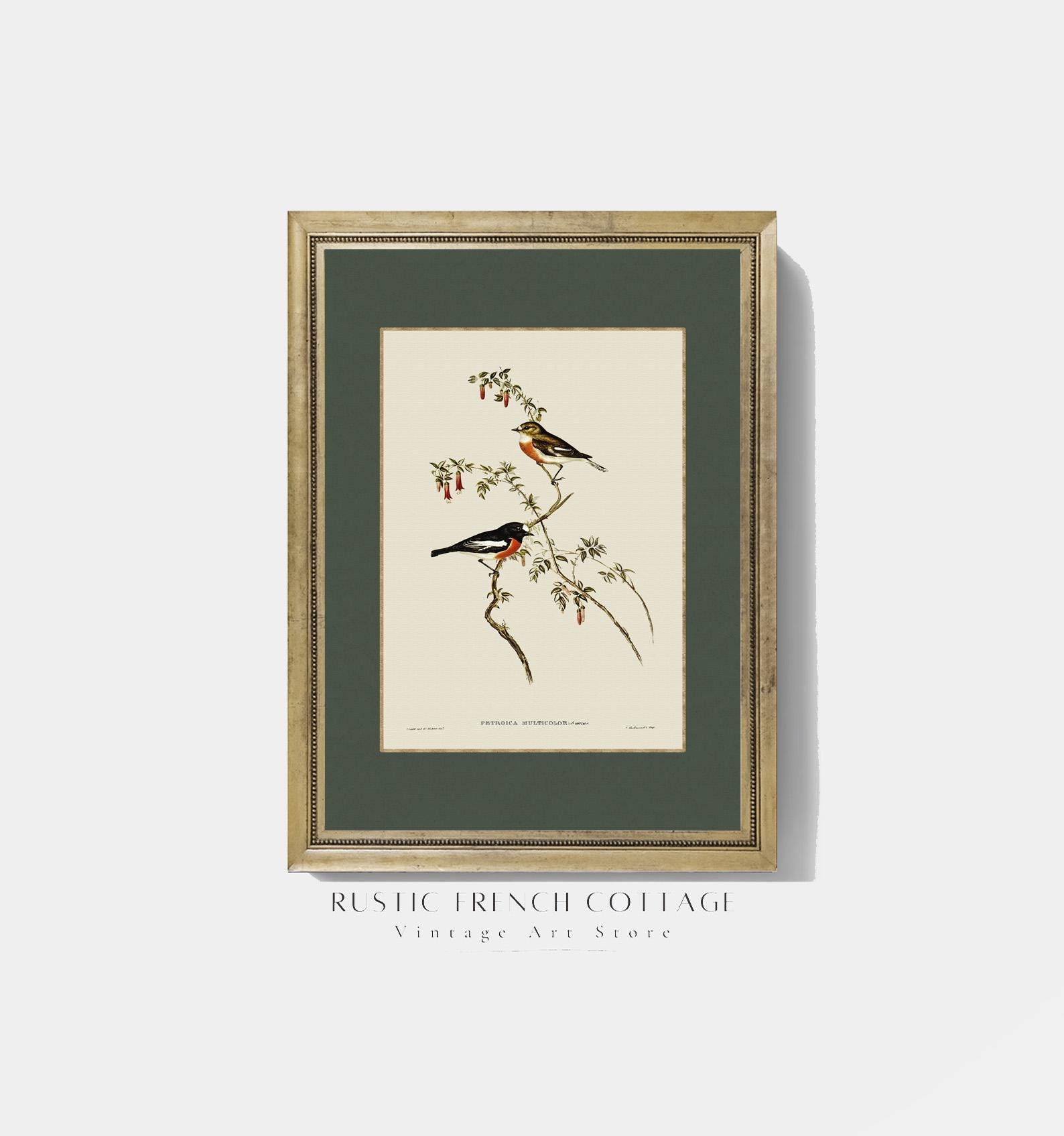 Romantic Bird Prints | Sage Green Frame | Classic French Botanical Art ...