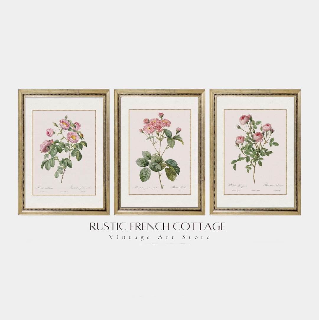 Vintage Pink Rose Prints Set | Botanical Flower Wall Decor | Shabby ...