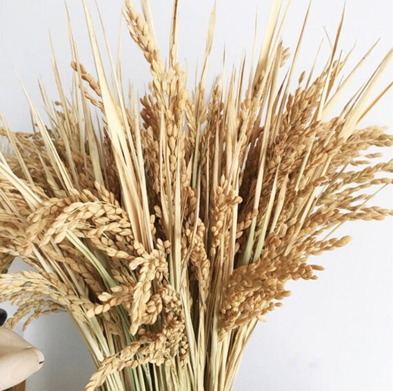 Wheat Stalks Bundle
