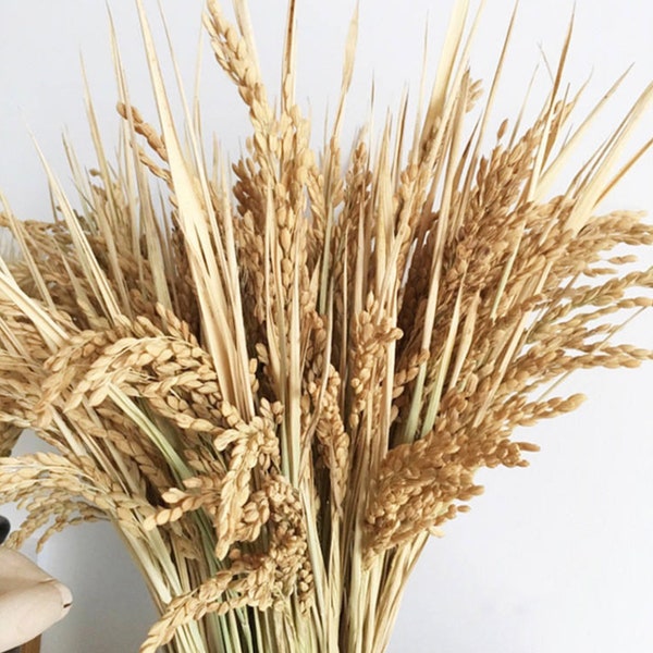 Dried Wheat - Etsy