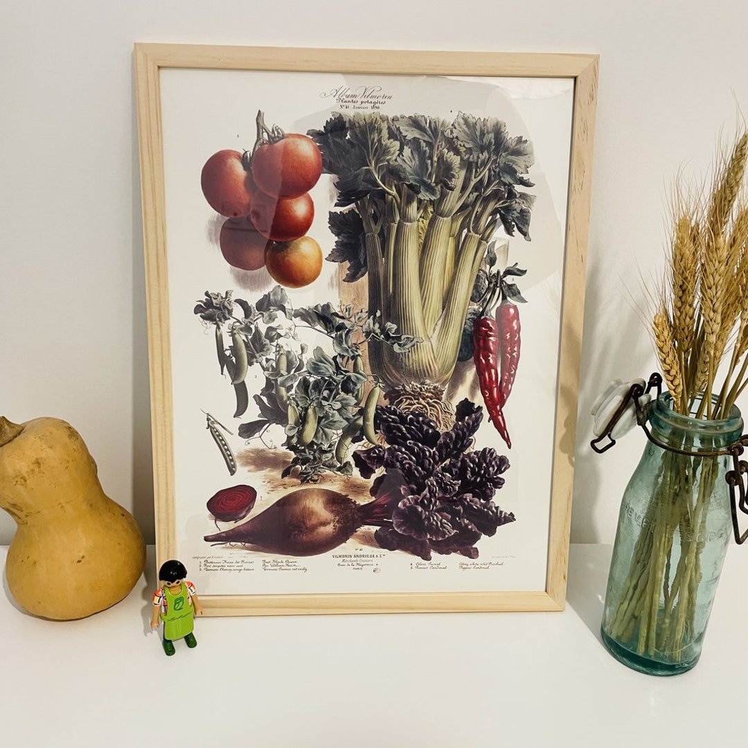 Vintage Botanical Poster N41 1890 Vegetable and Vegetable Poster ...