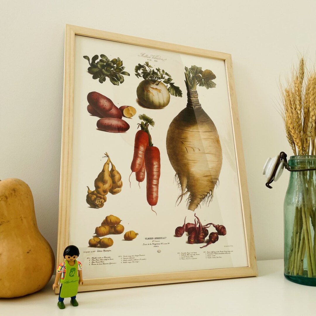 Vintage Botanical Poster N20 1869 Poster Vegetables and Vegetable ...