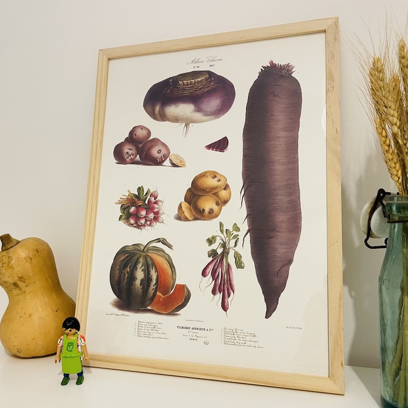 Vintage Botanical Poster - N18 - 1867- Poster Vegetables and Vegetable ...