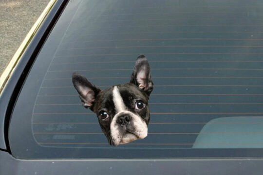 Pet Sticker Decal Personalized Dog Cat Sticker Decal Custom - Etsy