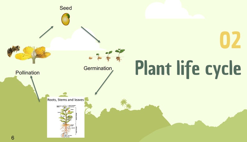 Life Cycle of Plants Science Book - Etsy