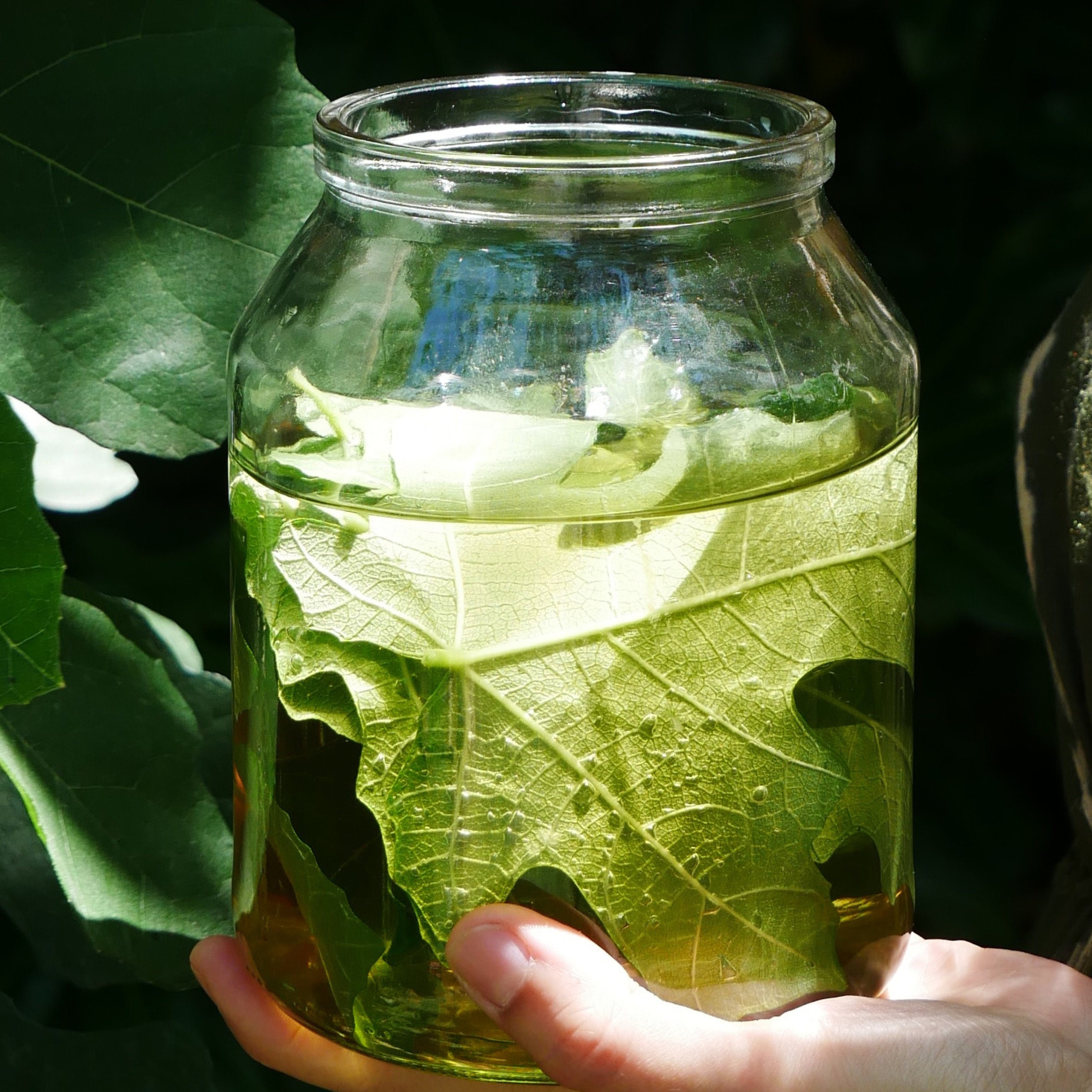 Organic Kombucha Scoby Spring Water - Etsy