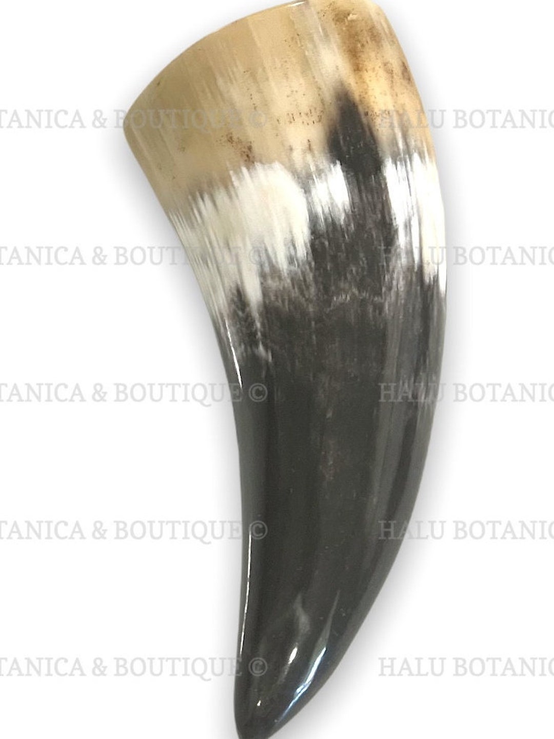 Tarro De Ogue/ Bull Horn/ Shango Santeria - Etsy