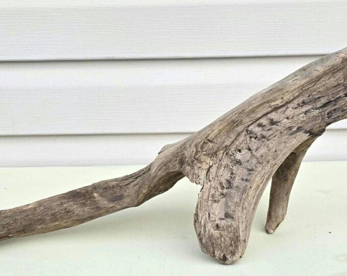 Rare Natural Character Driftwood , 19.5" Long, Multi Colored Natural ...