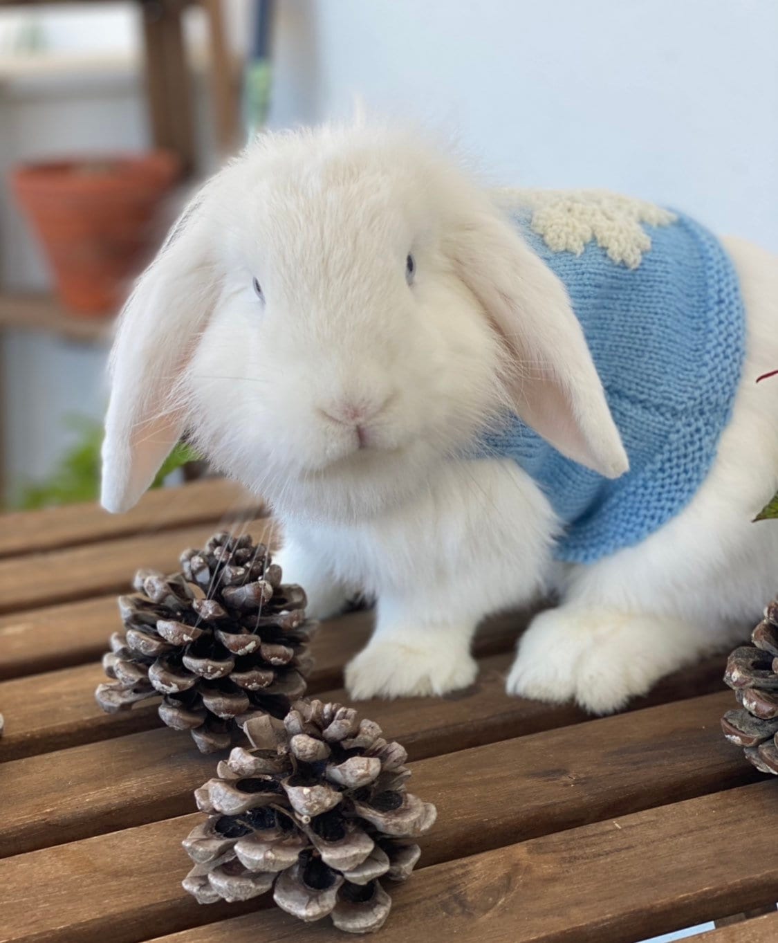 Christmas Rabbit Sweater Bunny Outfit Pet Clothing Bunny - Etsy