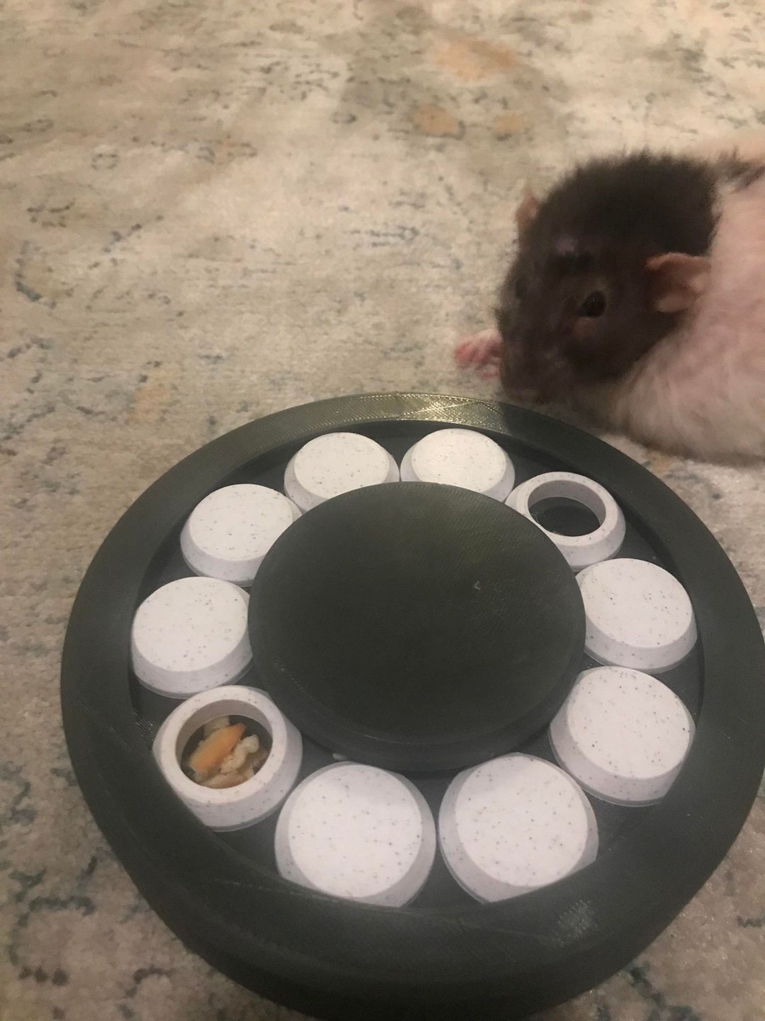 Small Pet Safe Foraging Wheel - Etsy