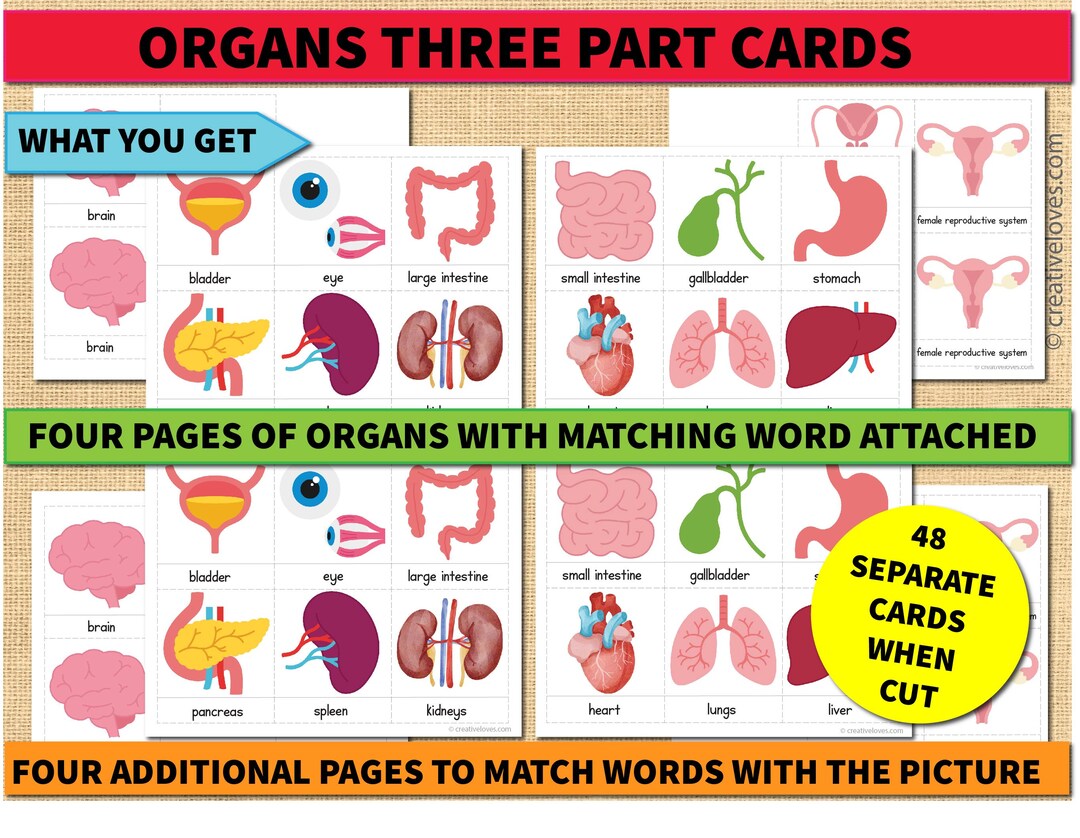 3 Part Human Anatomy Organ Cards-montessori Inspired-interactive ...