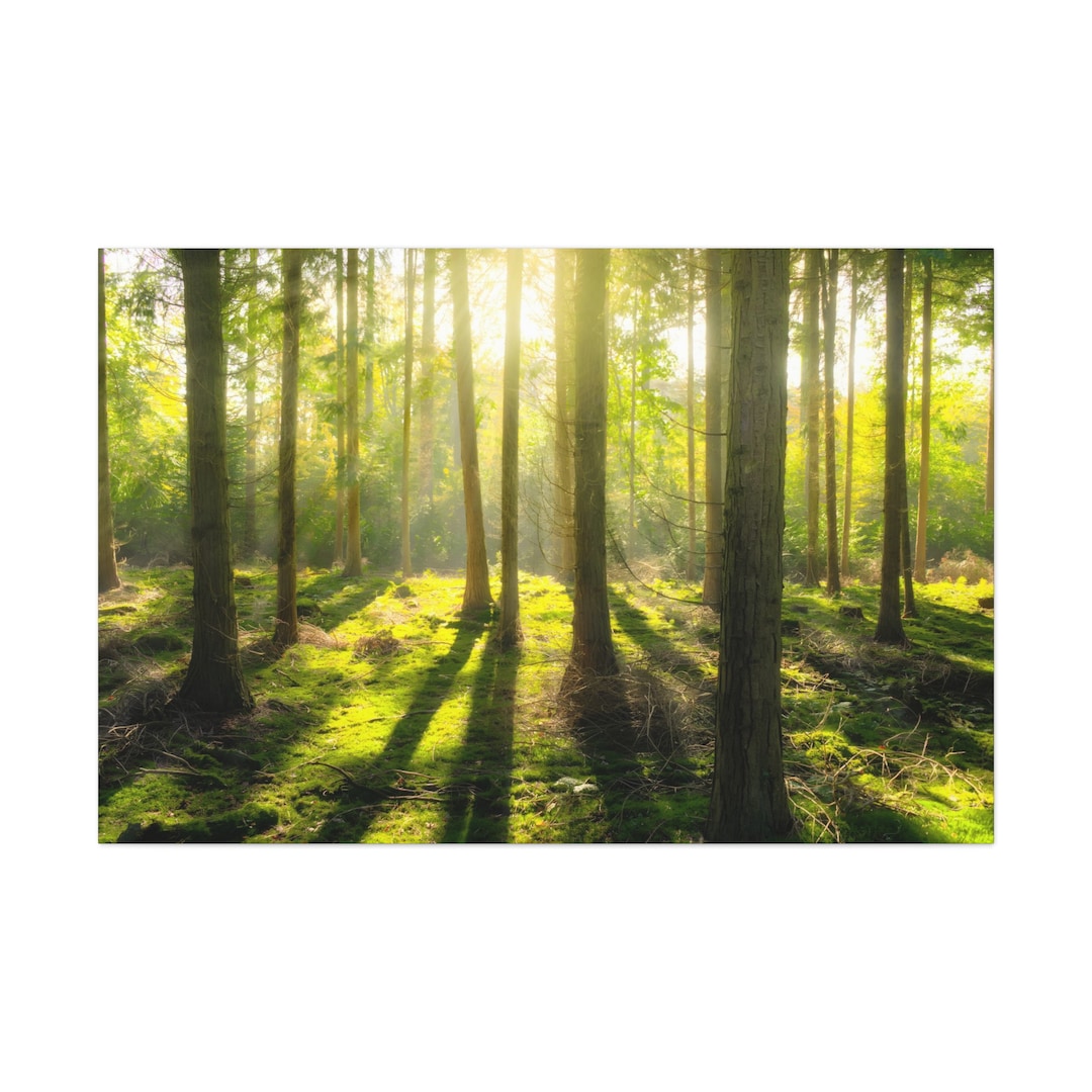 Sunrise on Deep Mahogany Forest on Classic Canvas Wall Art Print ...