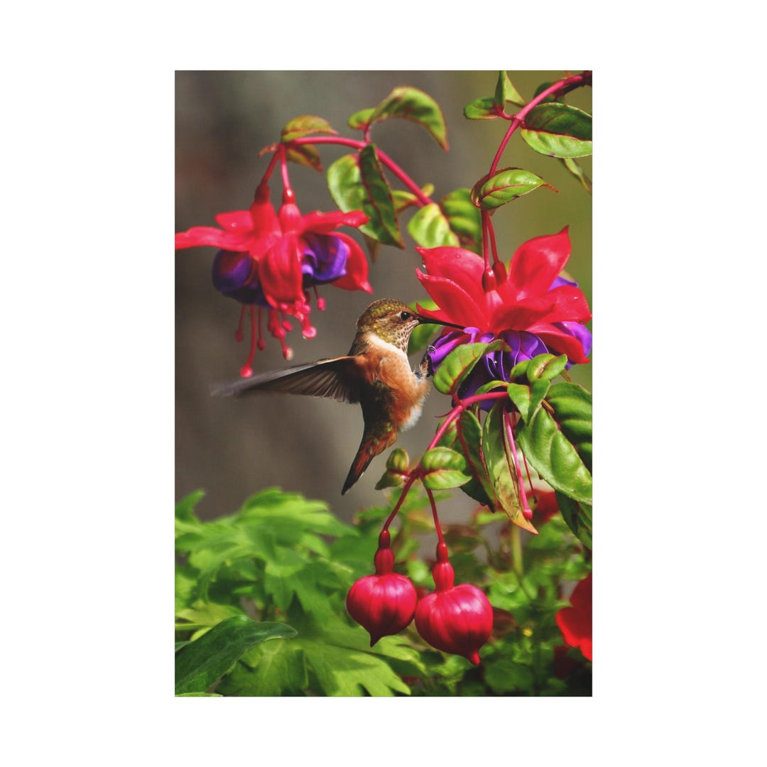 A Colibri Bird Eat Nectar on Red Flower on Canvas Wall Art Print. A ...