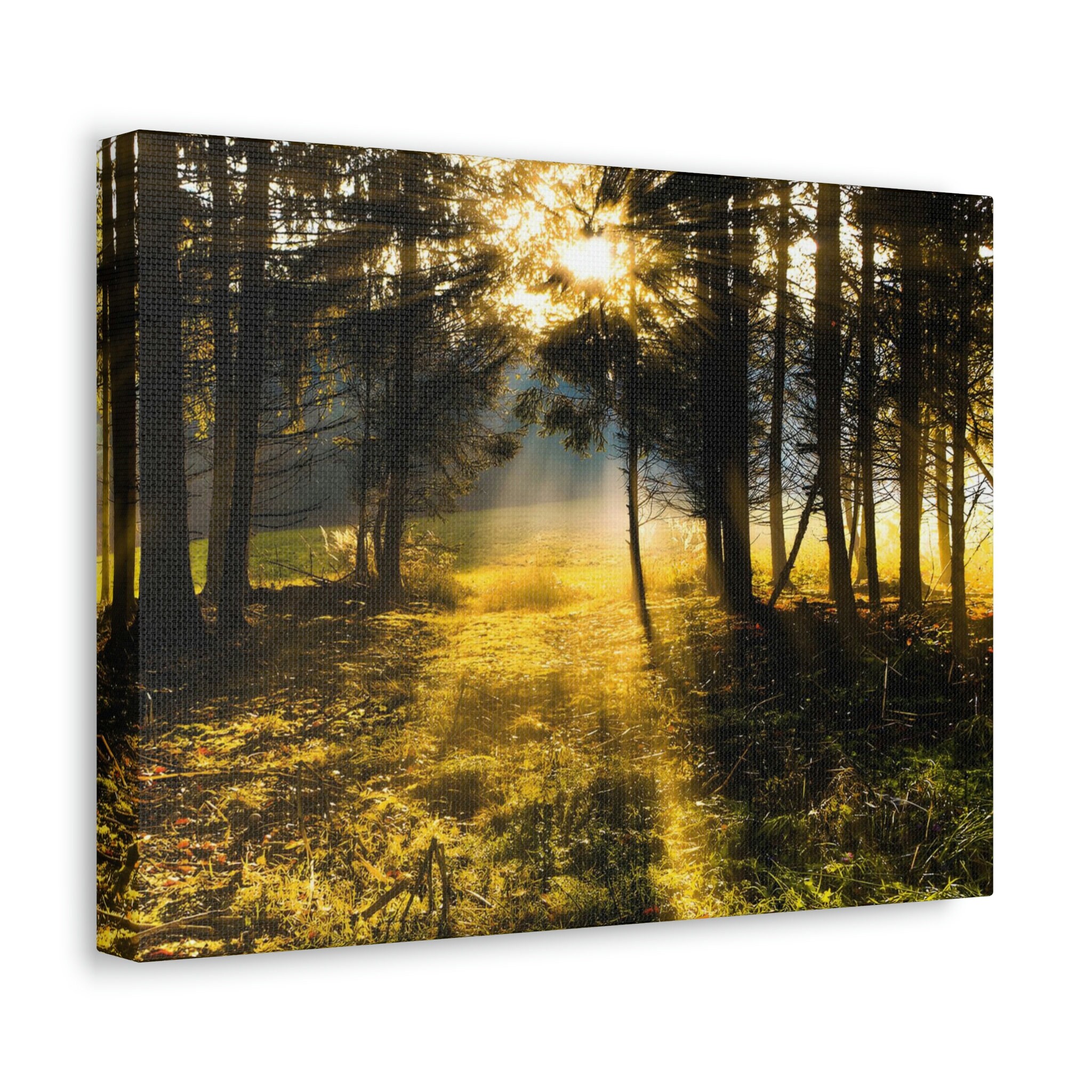 Sunrise or Sunlight on the Side of Forest on Canvas Wall Art Print ...