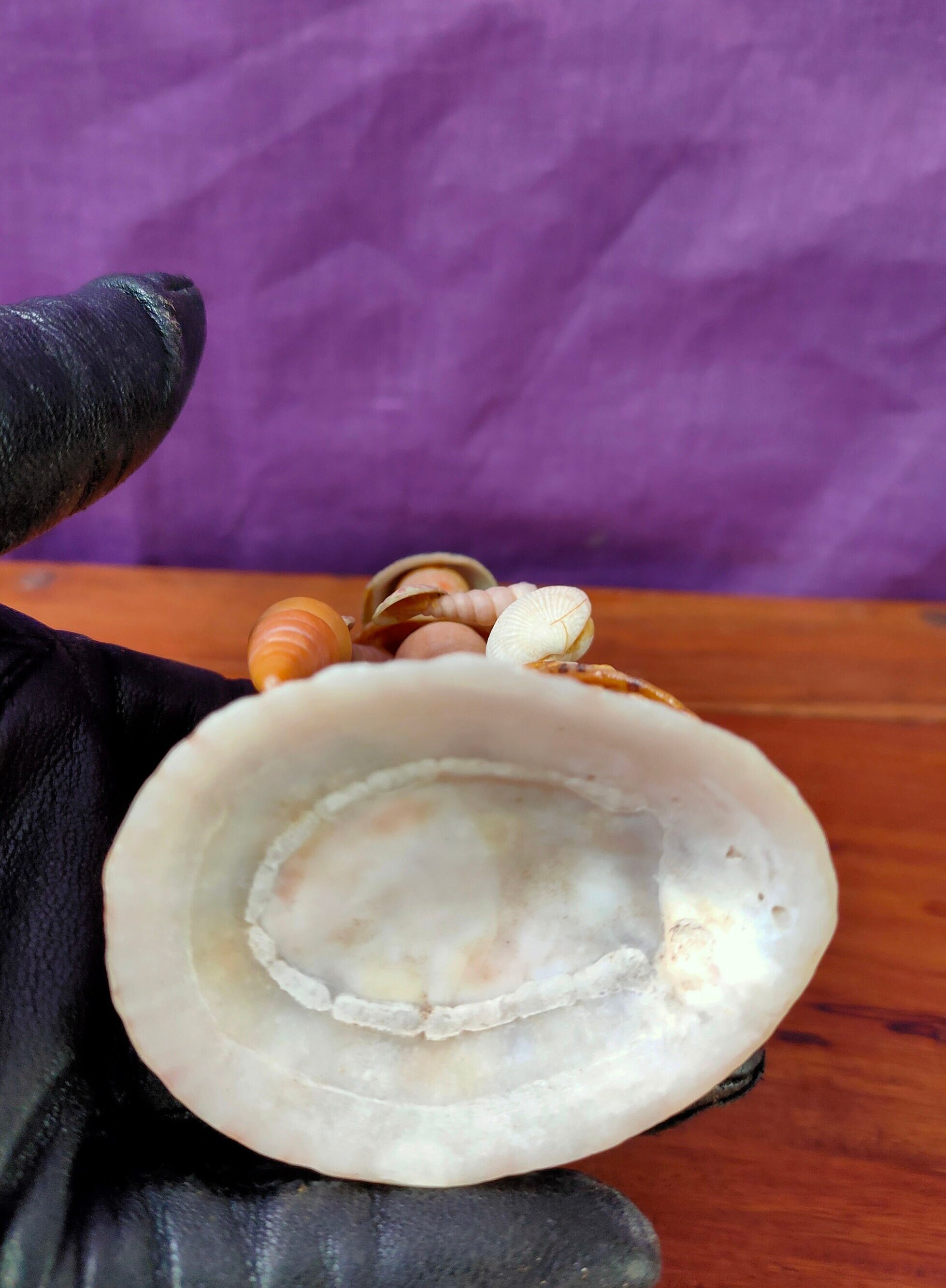 Seashells Doll, Closed Umbrella, Self-awareness, Self-knowledge - Etsy