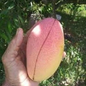Valencia Pride Mango Tree Grafted - Etsy