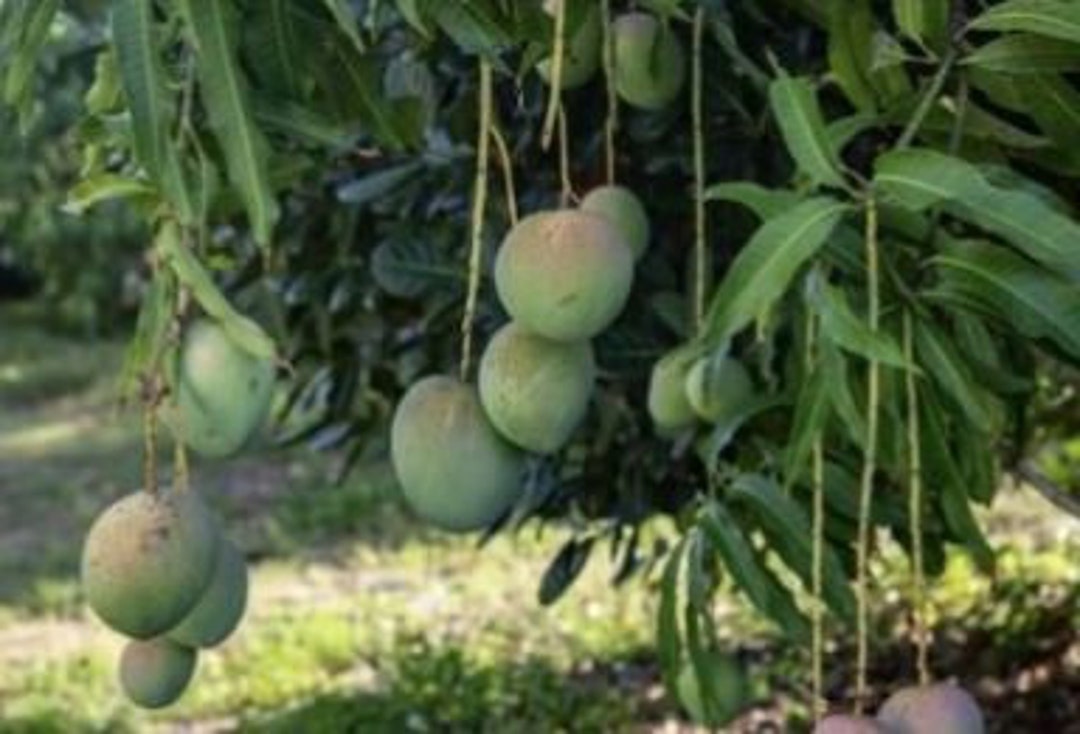 Grafted Venus Mango Tree, New Variety From Zill - Etsy