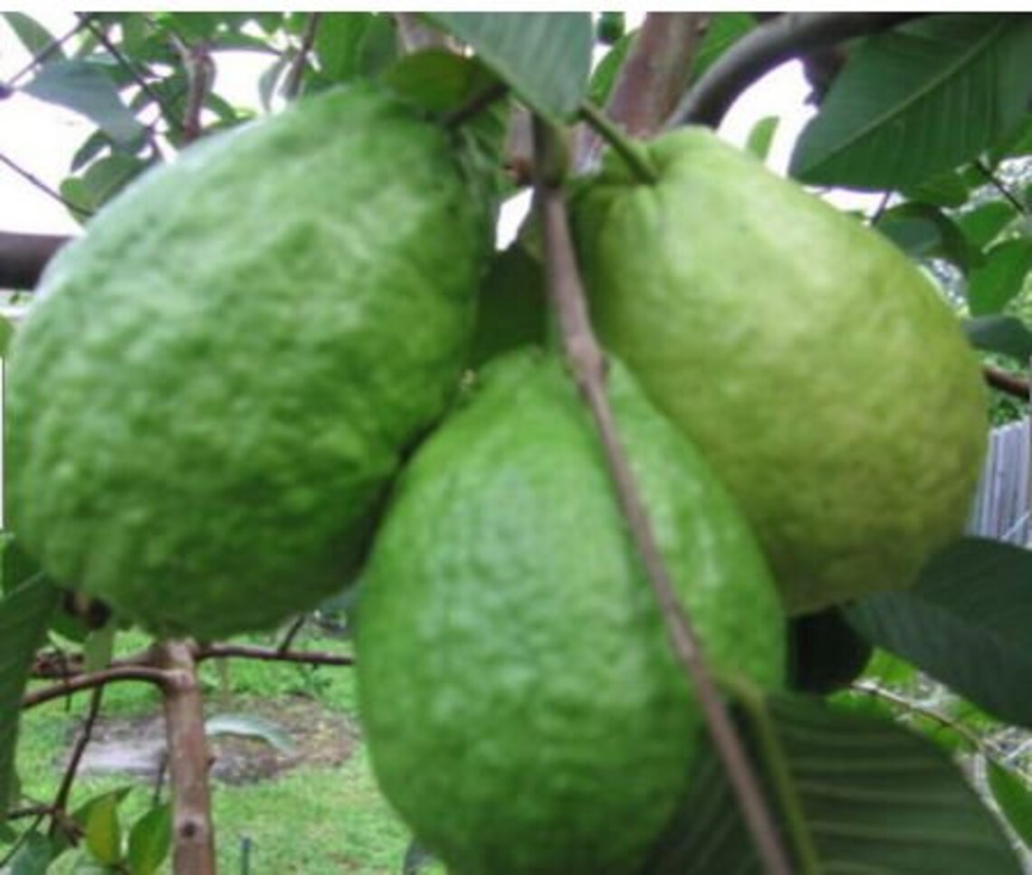 Giant Indian Pink Guava Extremely Rare Fruit Weighs 2 Pounds | Etsy