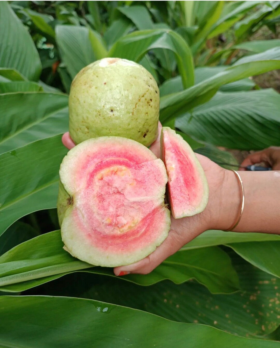 New Dwarf Variety Crunchy Pink or Watermelon Guava Very Sweet Extremely ...