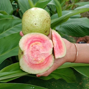 New Variety Crunchy Pink or Watermelon Guava Very Sweet Extremely Rare ...