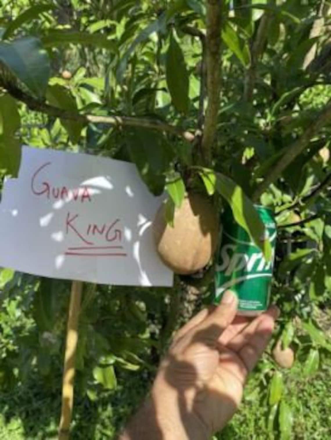 Jumbo Indian Chiku Sapodilla Grafted Best Sapodellias in the - Etsy