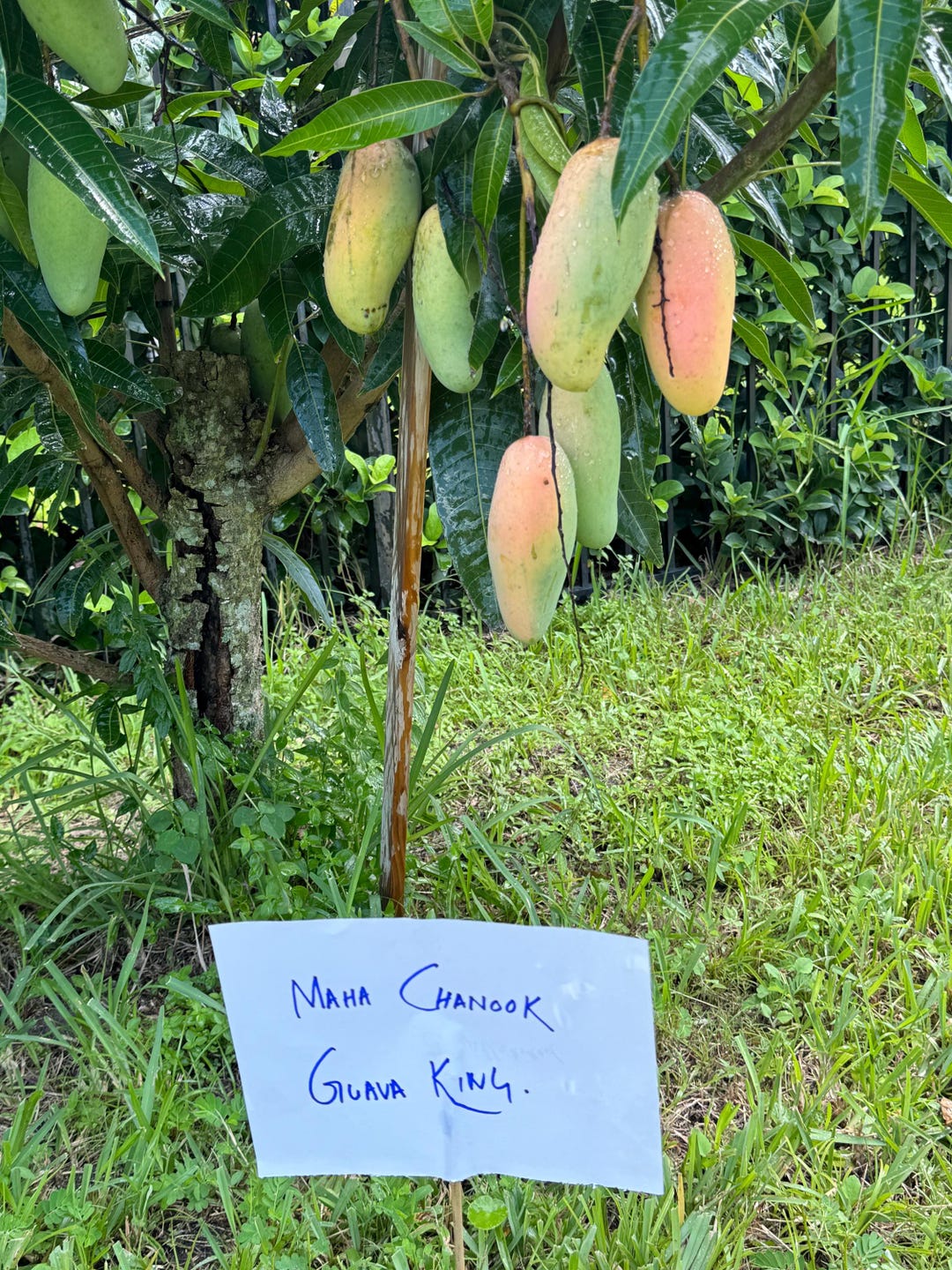 Maha Chanook Thailand Mango Tree Rare Variety, Grafted - Etsy