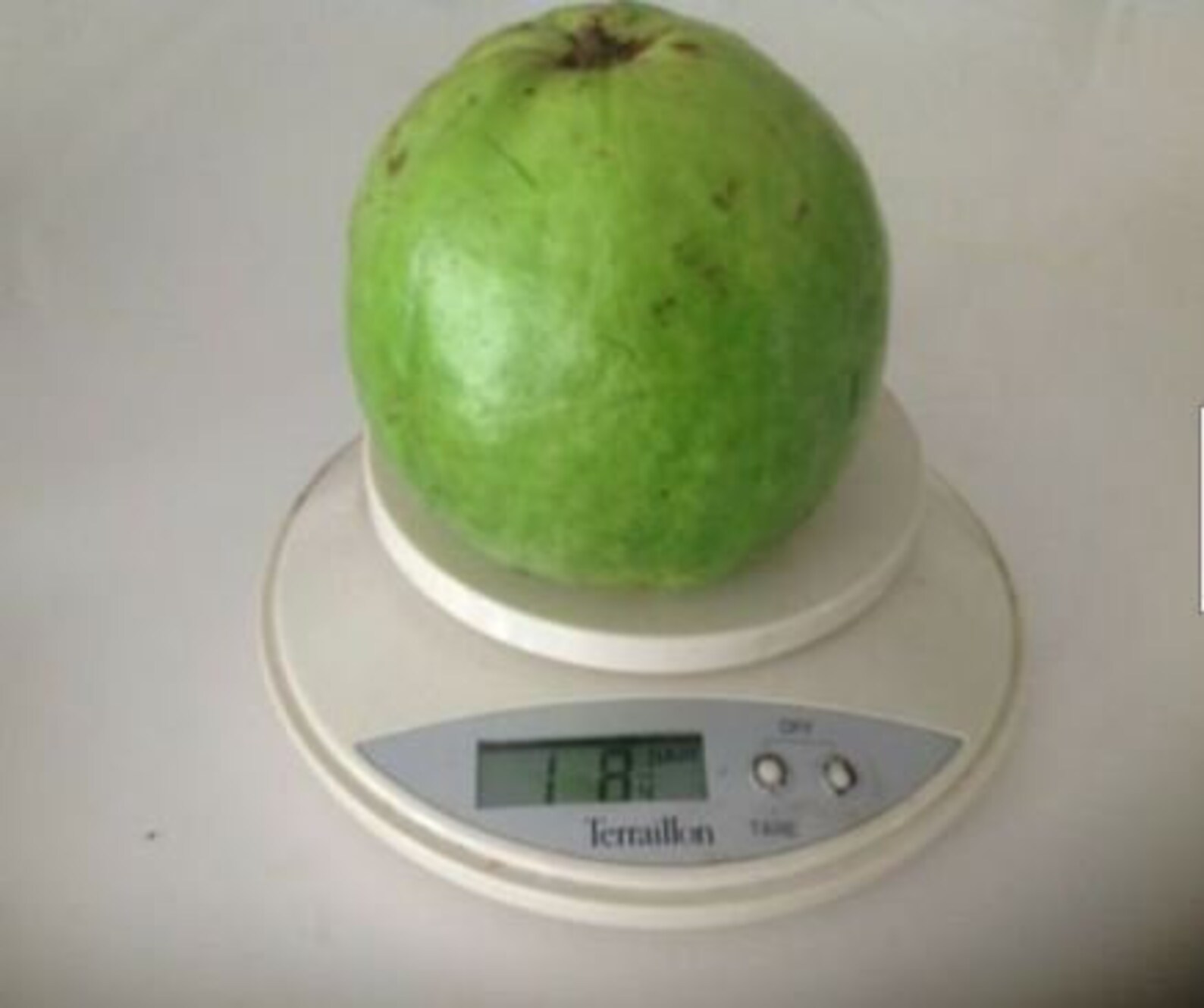 Giant Indian Sweet White Guava Tree Extremely Rare Fruit Weighs 2 ...