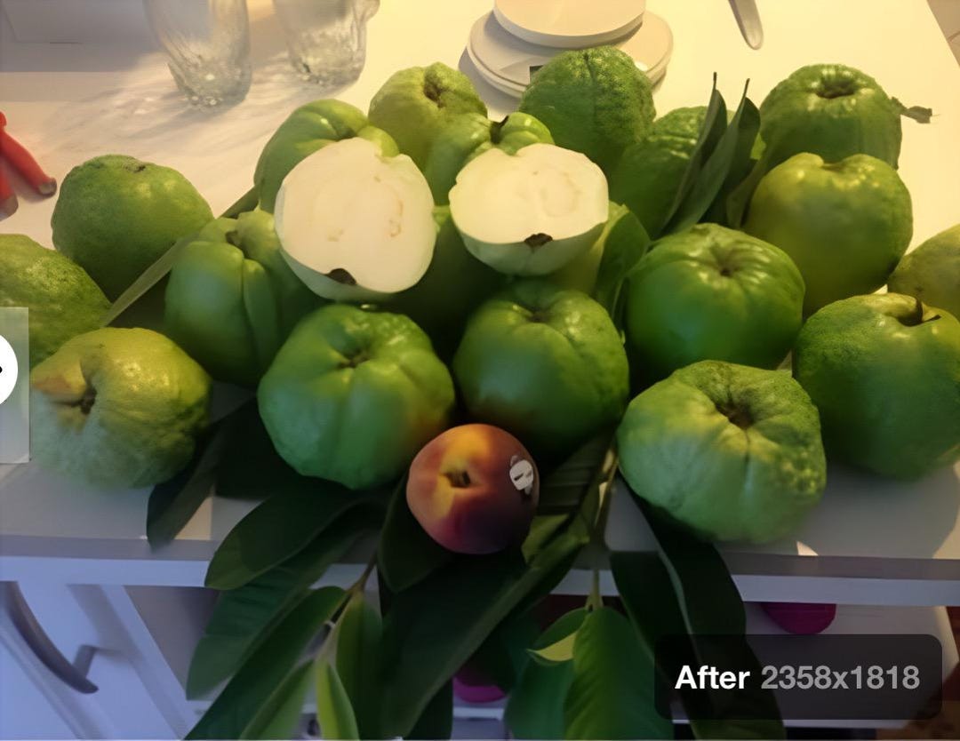 Giant Indian Sweet White Guava Tree Extremely Rare Fruit Weighs 2 ...