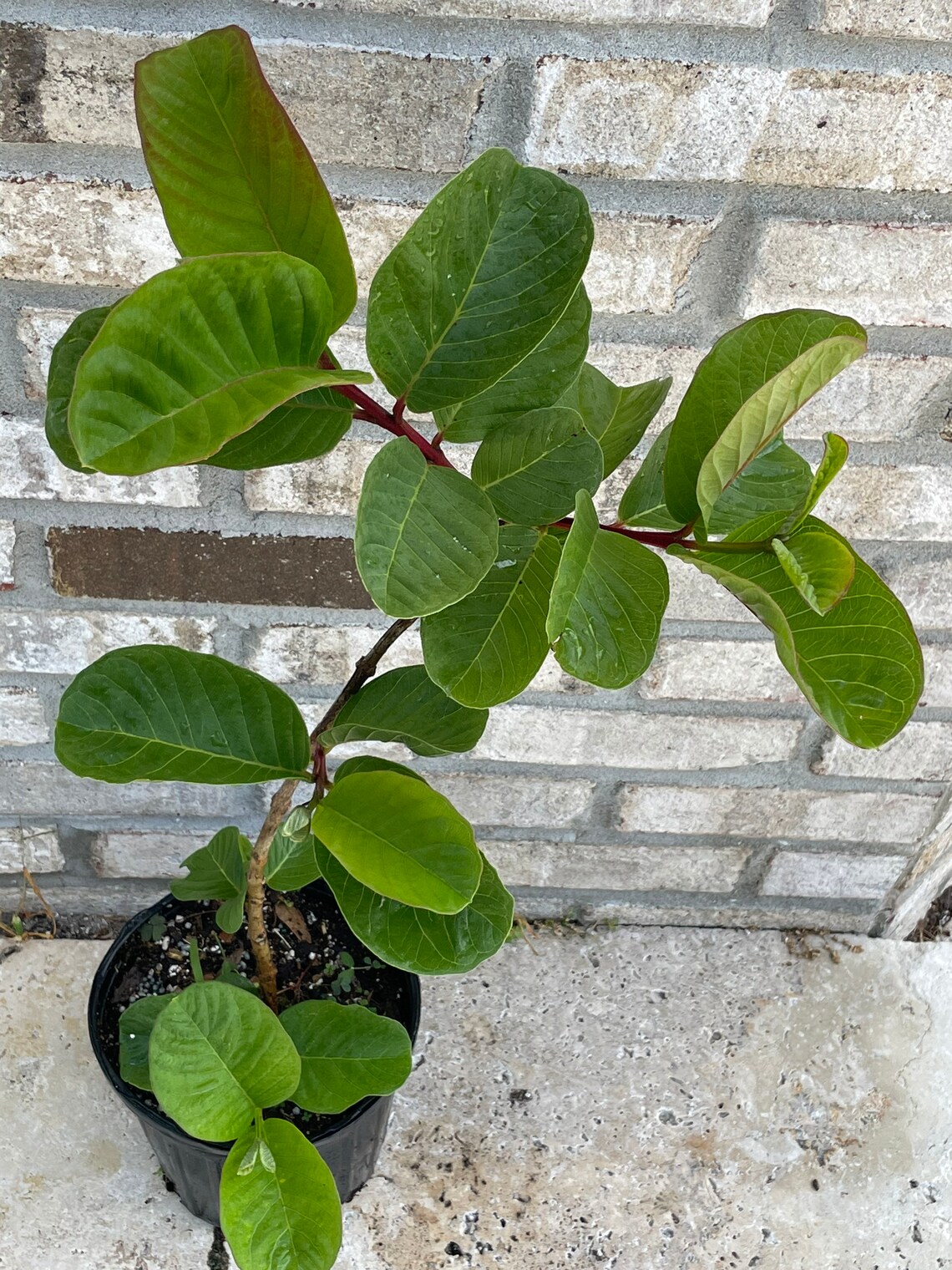 Red Diamond Red Crystal Seedless Guava Crisp Extremely Rare - Etsy