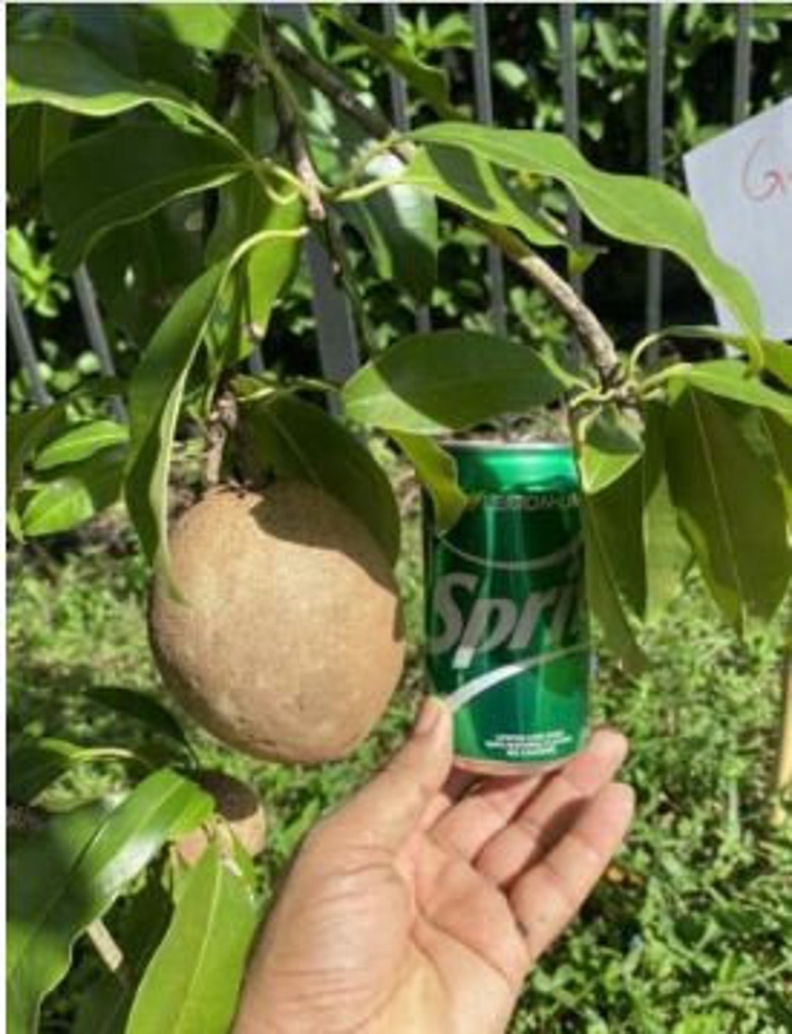 Jumbo Indian Chiku Sapodilla Grafted Best Sapodellias in the - Etsy