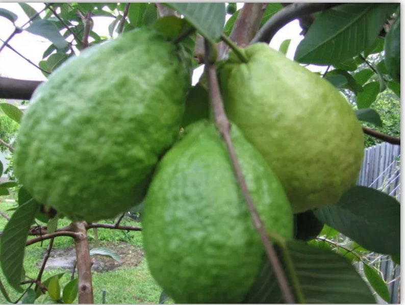 Árbol de guayaba rosa indio gigante extremadamente raro peso | Etsy México