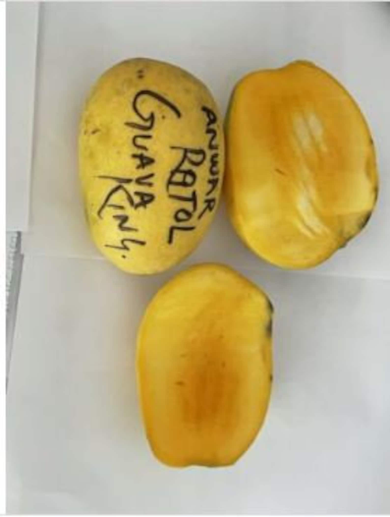 Indian Pakistani Mango Anwar Ratol Tree Grafted the Best Mango in the ...