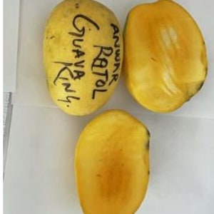 Indian Pakistani Mango Anwar Ratol Tree Grafted the Best Mango in the ...