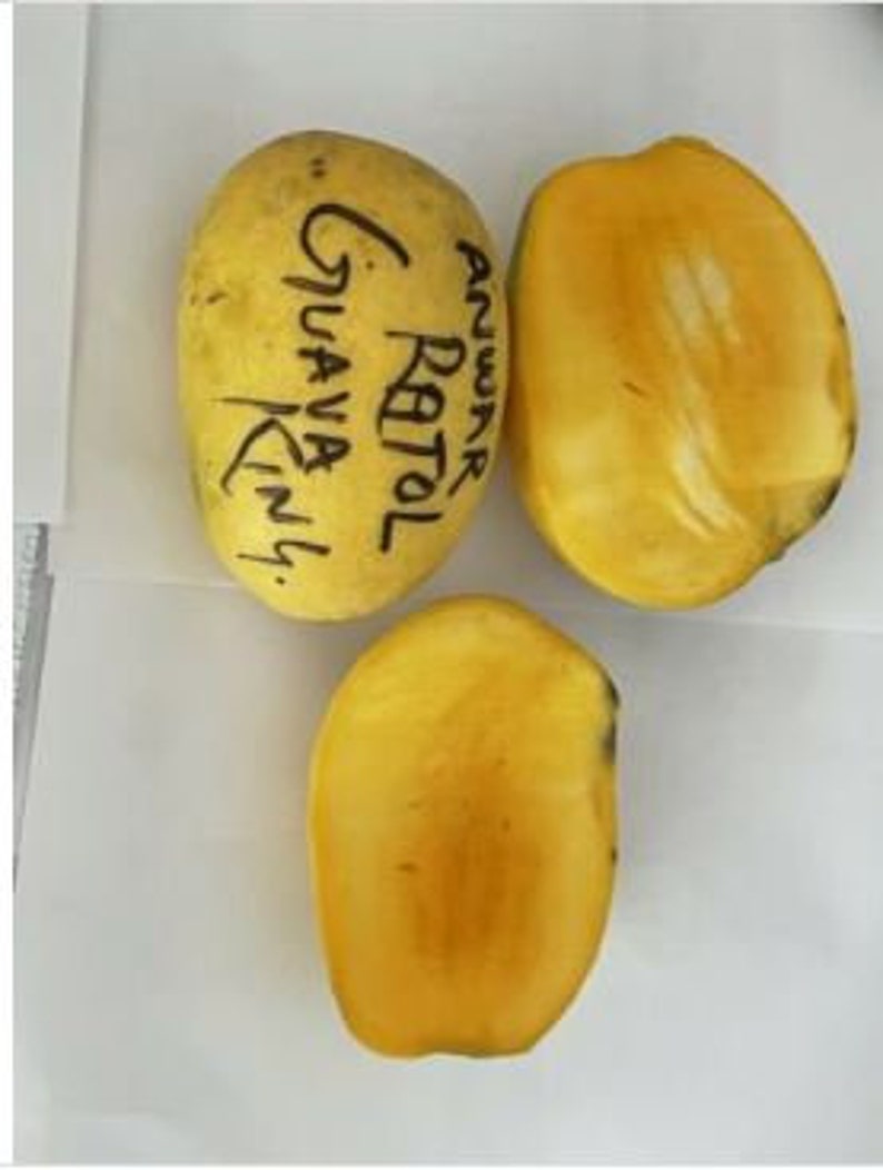 Indian Pakistani Mango Anwar Ratol Tree Grafted the Best Mango in the ...