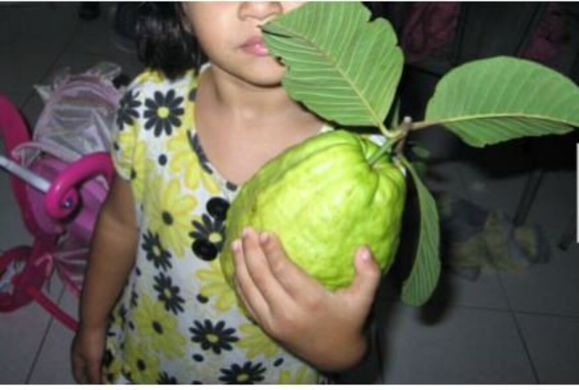 Giant Indian Pink Guava Extremely Rare Fruit Weighs 2 Pounds | Etsy