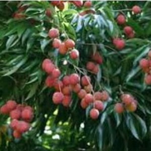 Indian Lychee Tree Air Layered One of the Best Lychee in the World ...