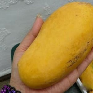 Indian Pakstani Mango Tree Chaunsa Mango Grafted the Best Mango in the ...