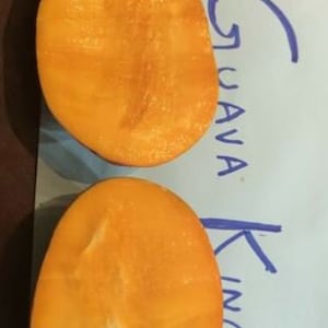 Grafted Venus Mango Tree, New Variety From Zill - Etsy