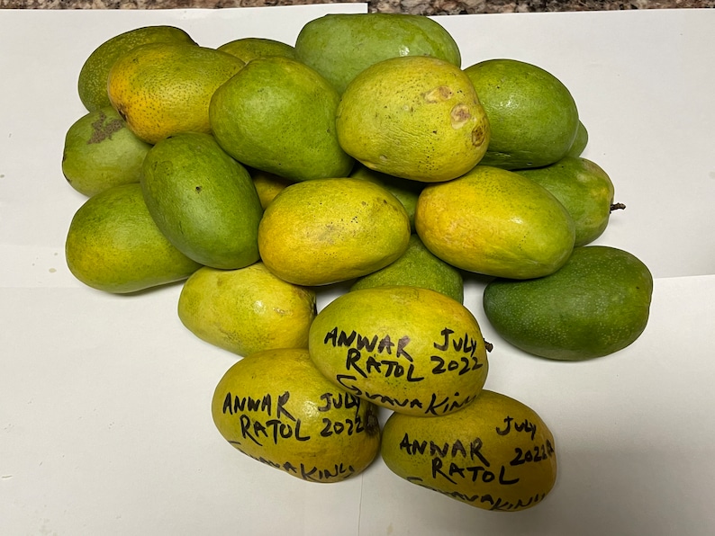 Indian Pakistani Mango Anwar Ratol Tree Grafted the Best Mango in the ...
