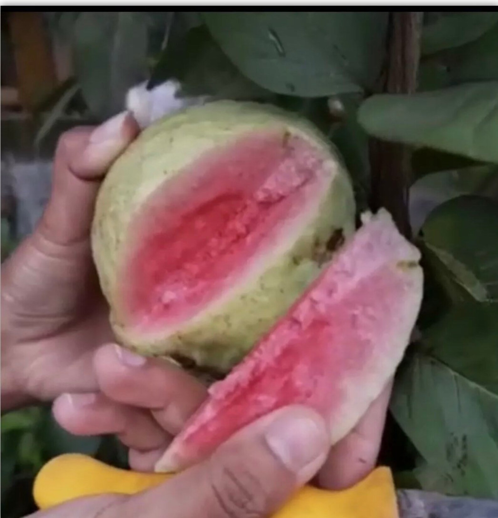Red Diamond Red Crystal Seedless Guava Crisp Extremely Rare - Etsy