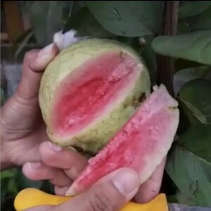 Red Diamond Red Crystal Seedless Guava Crisp Extremely Rare - Etsy