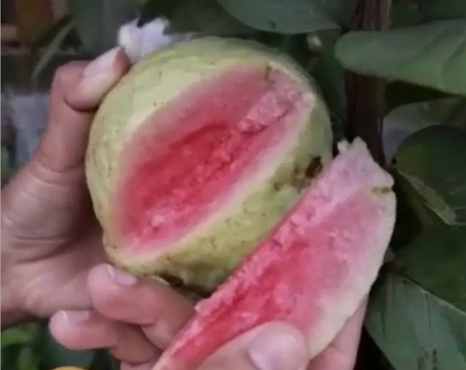 Red Diamond Red Crystal Seedless Guava Crisp Extremely Rare - Etsy