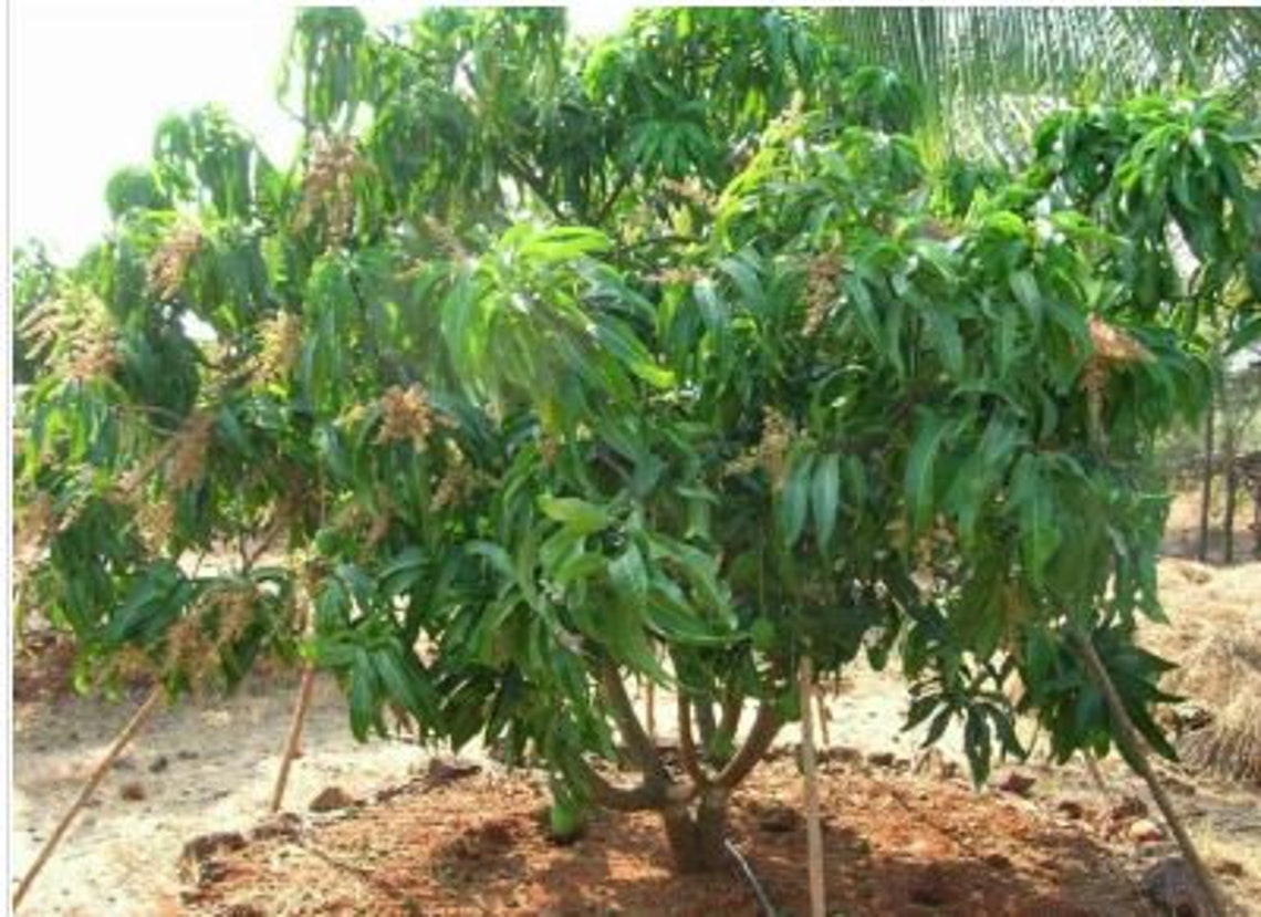 Indian Pakistani Mango Alphonso Tree Grafted One of the Best | Etsy