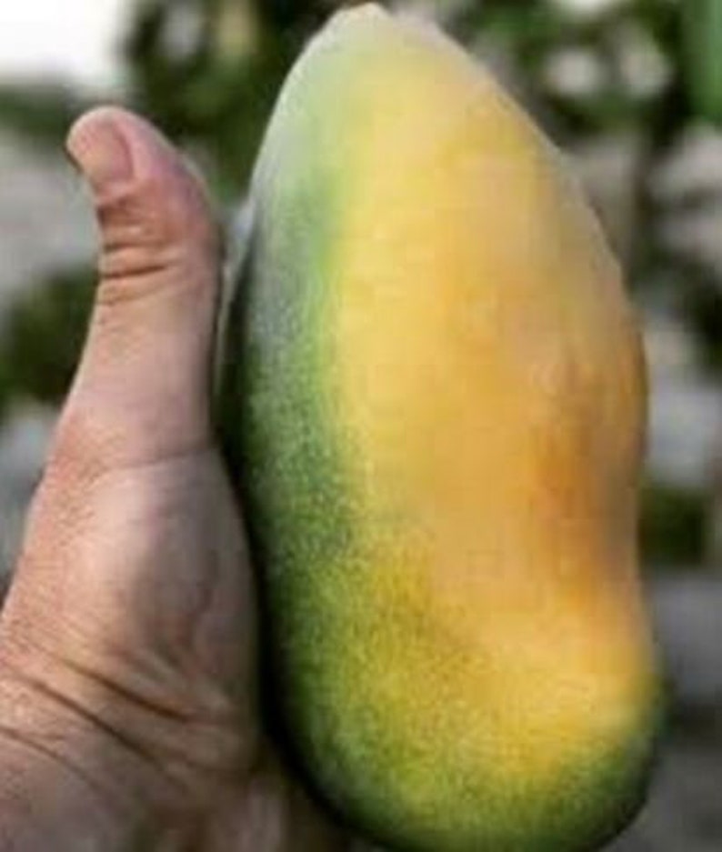 Valencia Pride Mango Tree Grafted | Etsy