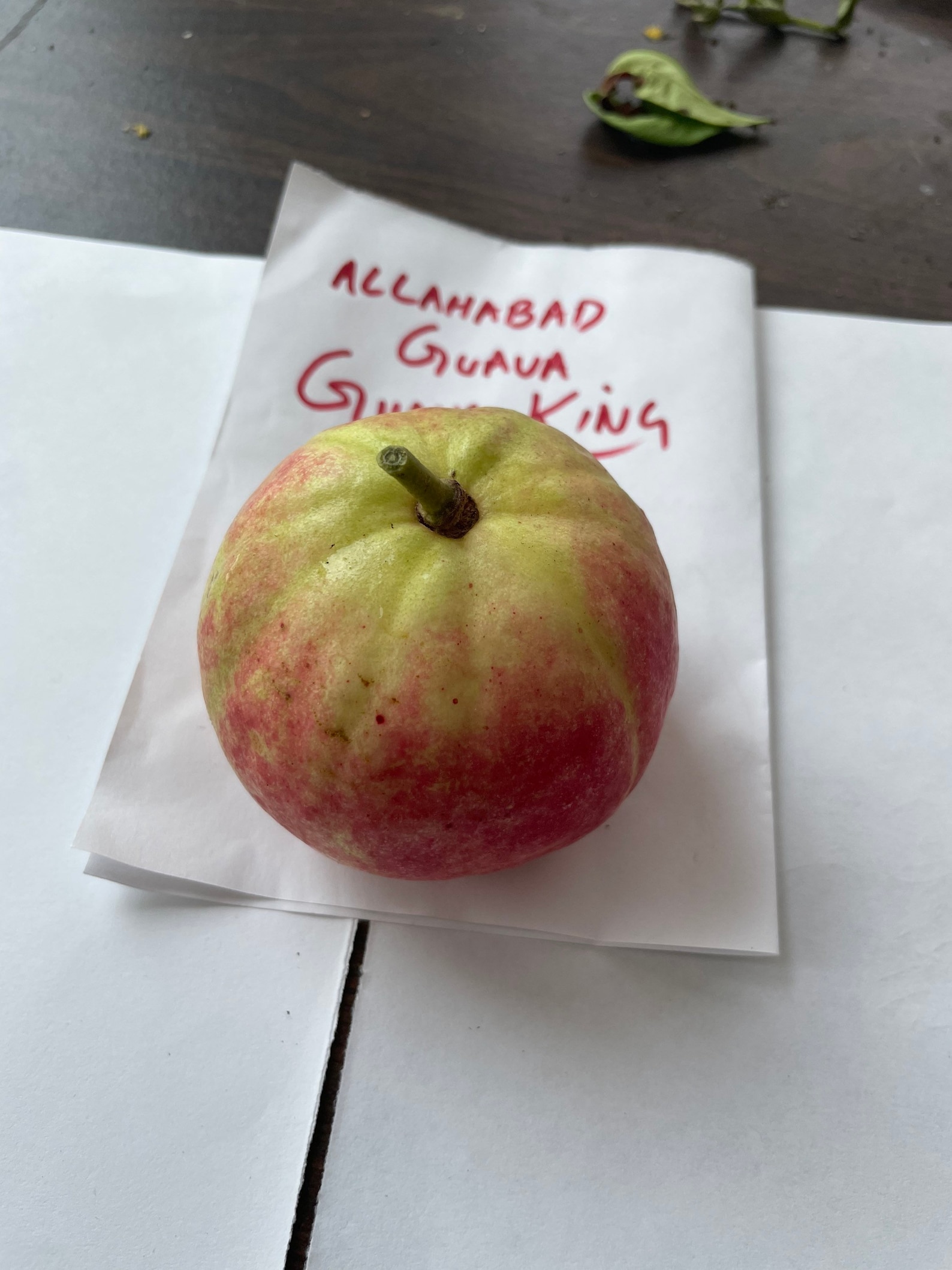 Allahabad Indian Red Guava Tree Extremely Sweet and Fragrant - Etsy
