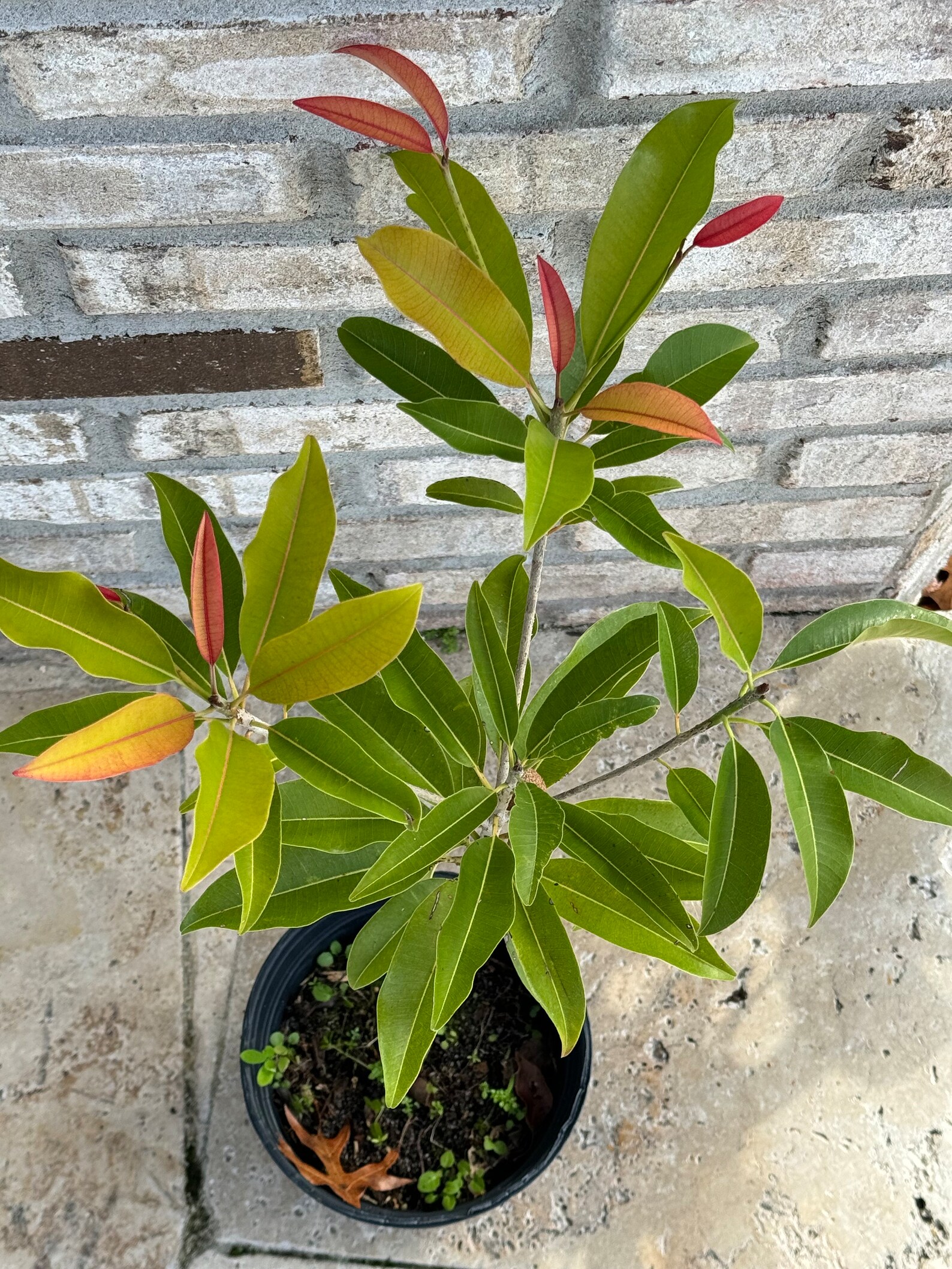 Jumbo Indian Chiku Sapodilla Grafted Best Sapodellias in the World - Etsy