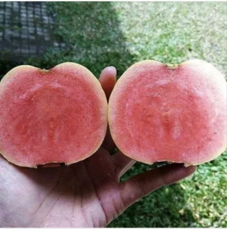 Red Diamond Red Crystal Seedless Guava Crisp Extremely Rare - Etsy