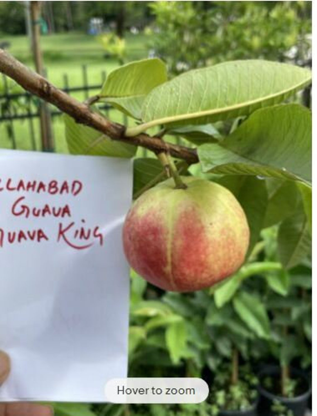 Allahabad Indian Red Guava Tree Extremely Sweet and Fragrant - Etsy