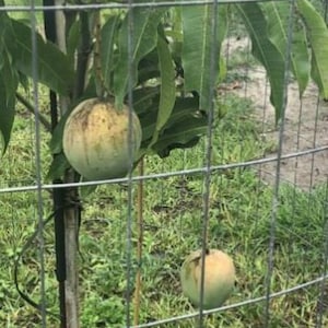 Grafted Venus Mango Tree, New Variety From Zill - Etsy