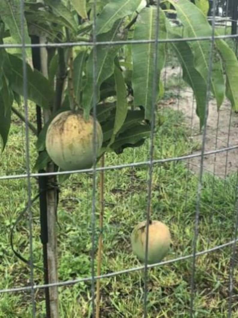 Grafted Venus Mango Tree New Variety From Zill - Etsy Hong Kong